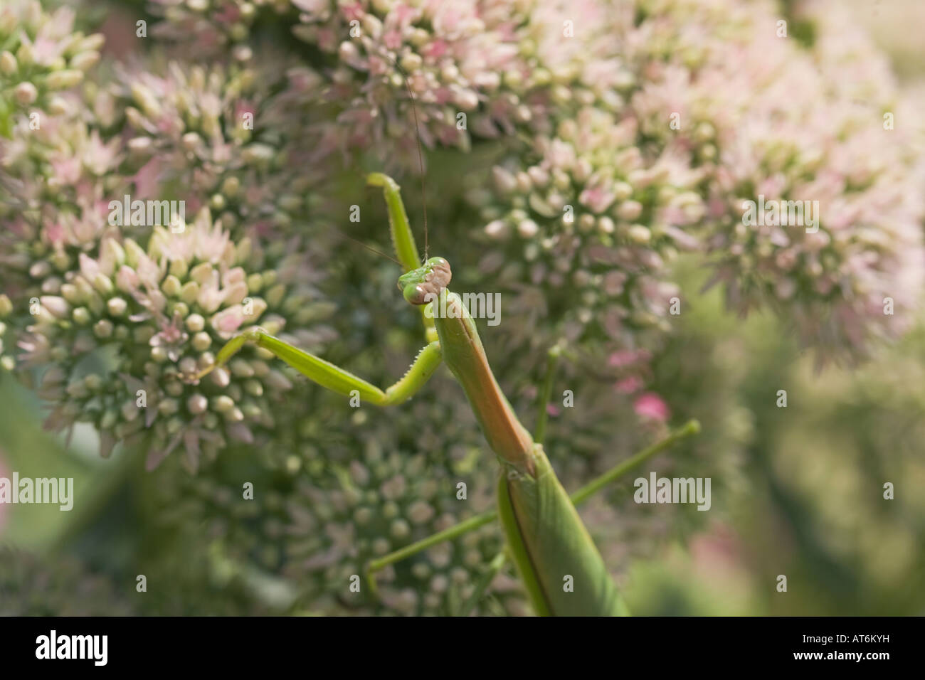 Praying Mantis searching for food Stock Photo - Alamy