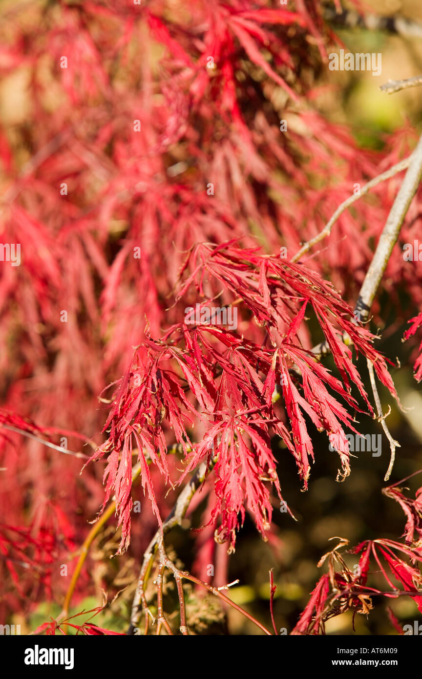 Red acer tree hi-res stock photography and images - Alamy