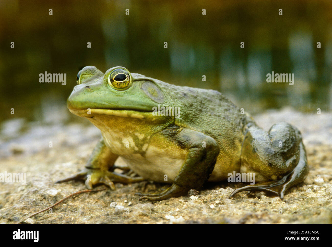 Bullfrog Rana catesbeiana in profile showing eardrum Acadia national ...