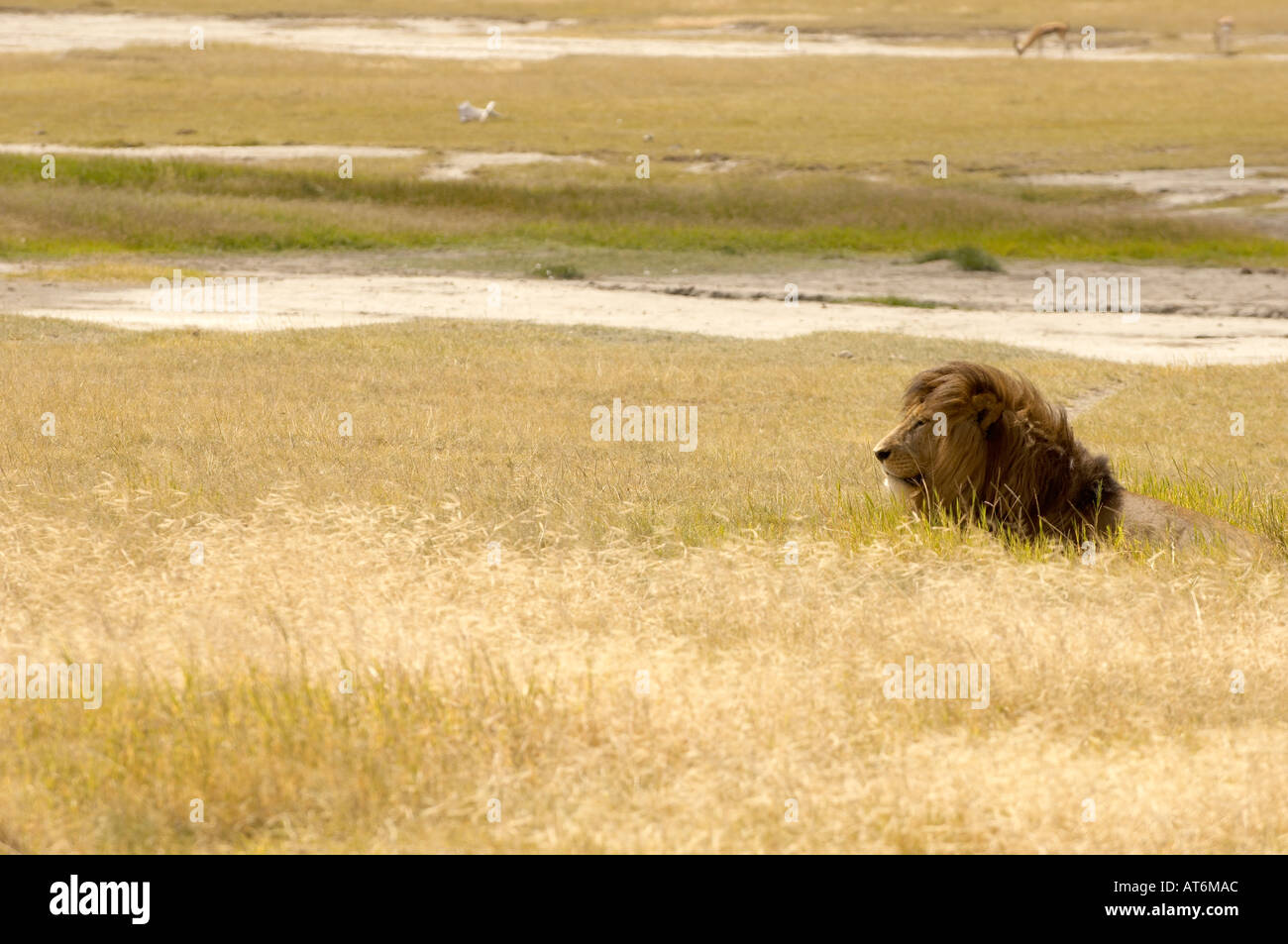 Long animals hi-res stock photography and images - Alamy