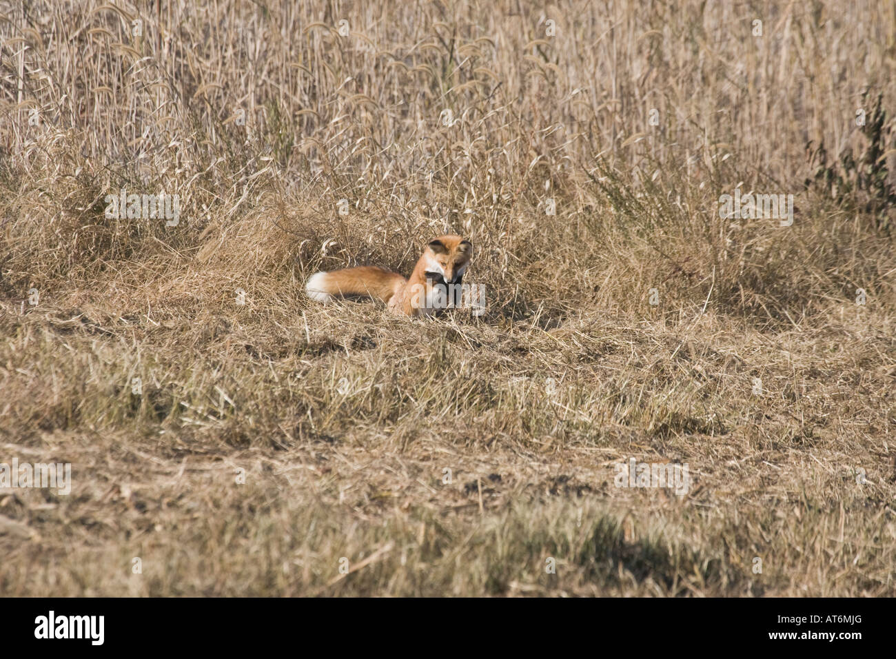 Red Fox in natural habitat Stock Photo - Alamy