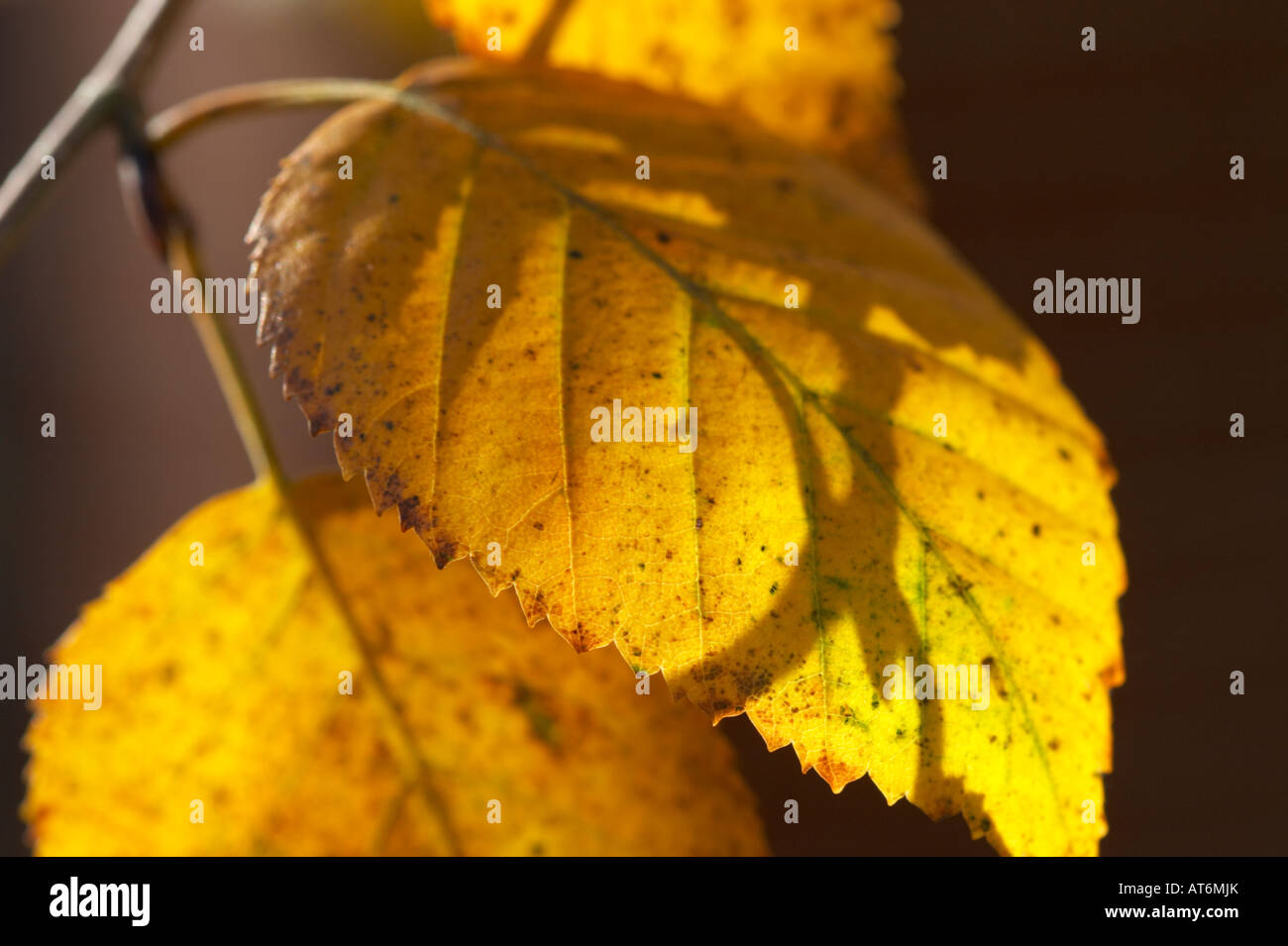 Yellow silver birch leaf hi-res stock photography and images - Alamy