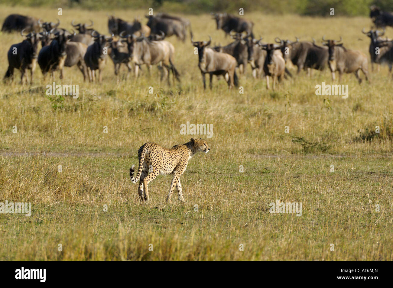Cheetah chase a wildebeest hi-res stock photography and images - Alamy