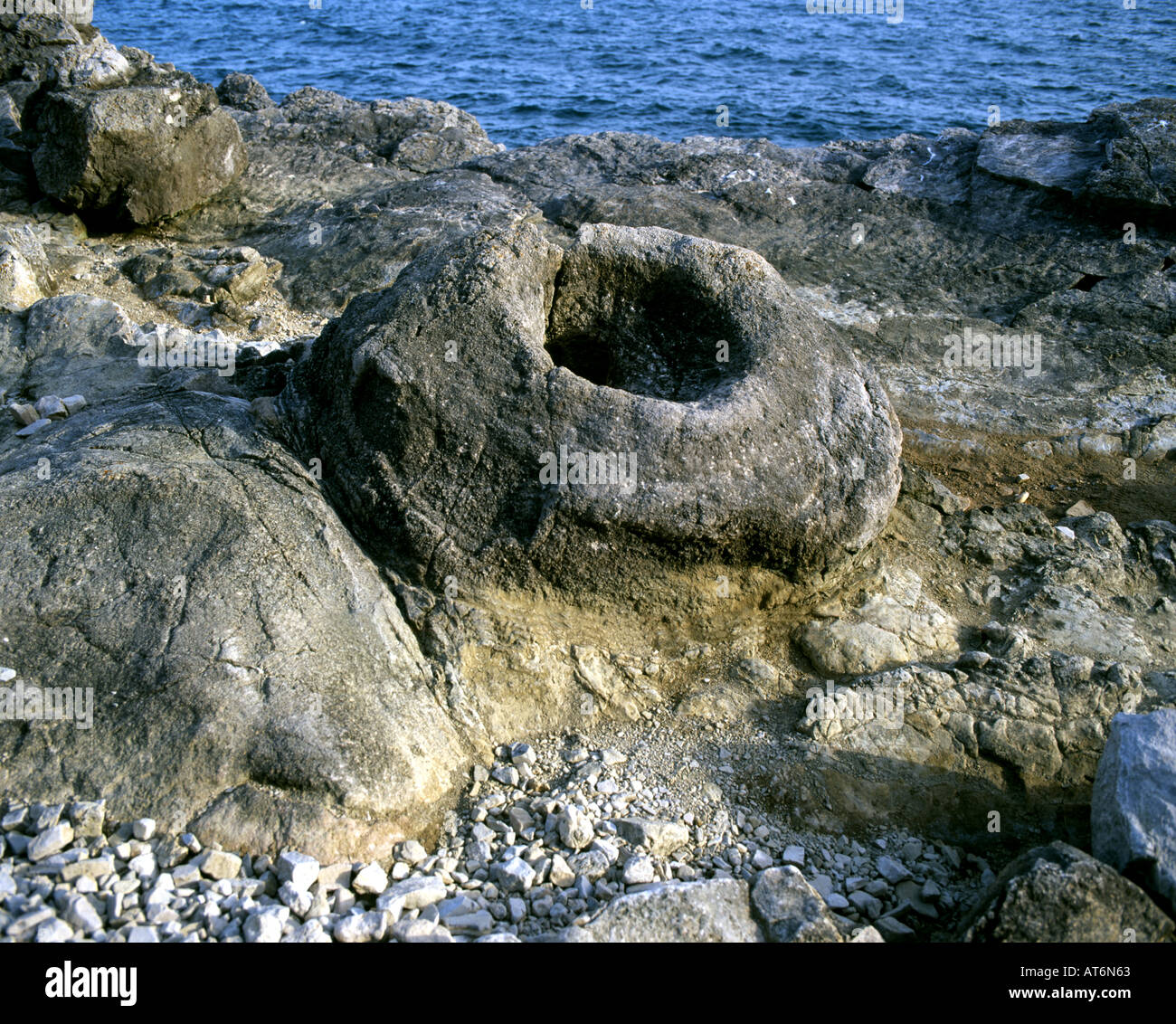 fossilised tree fossil forest lulworth dorset Stock Photo - Alamy