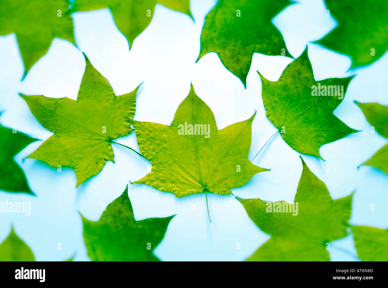 Crisp fresh green leaves laid flat Stock Photo - Alamy
