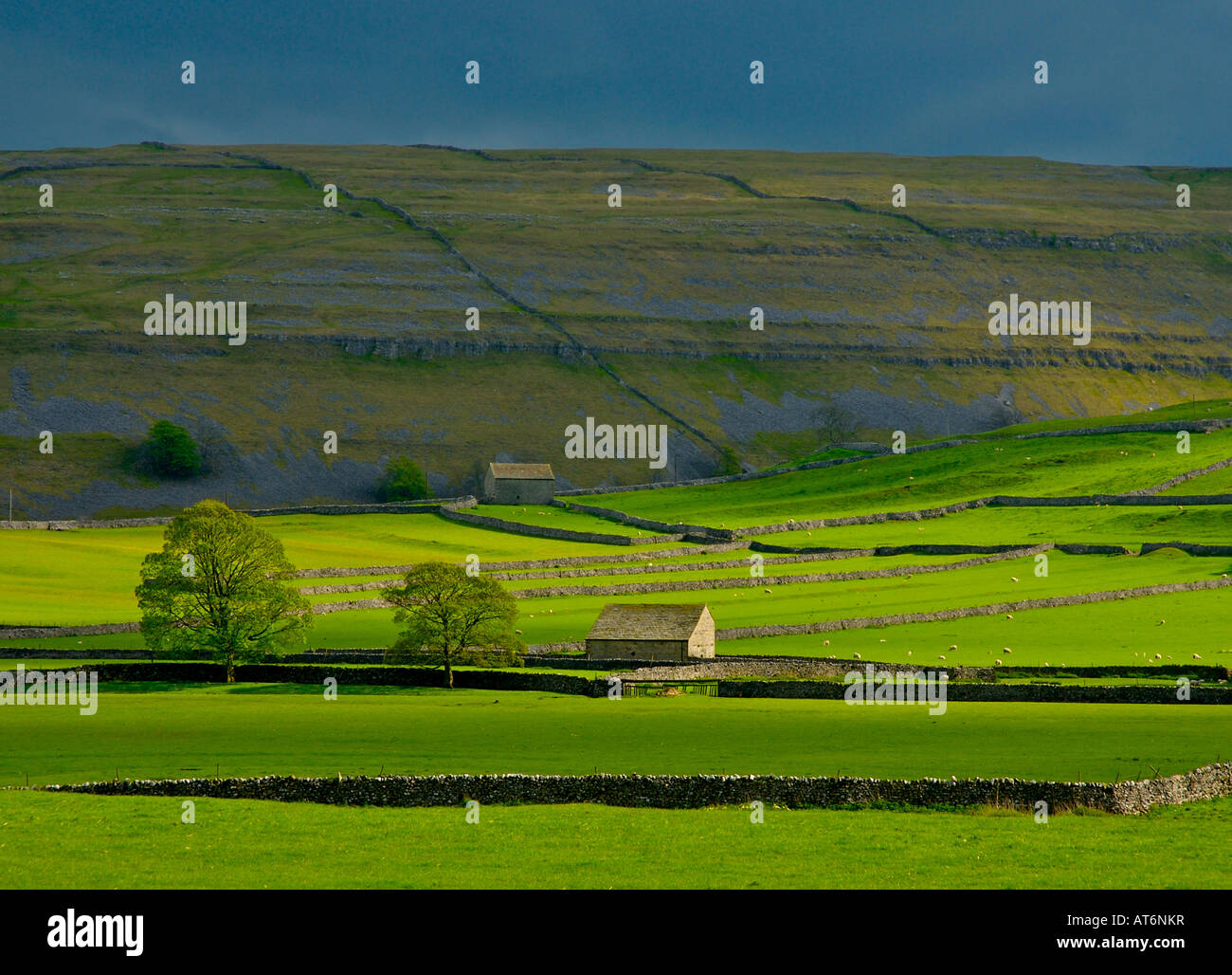 Typical Dales scene: walls and barns in Littondale, Yorkshire dales ...