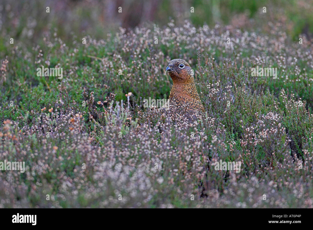 Red grouse Lagopus lagopus female on moorland near Grantown on Spey ...