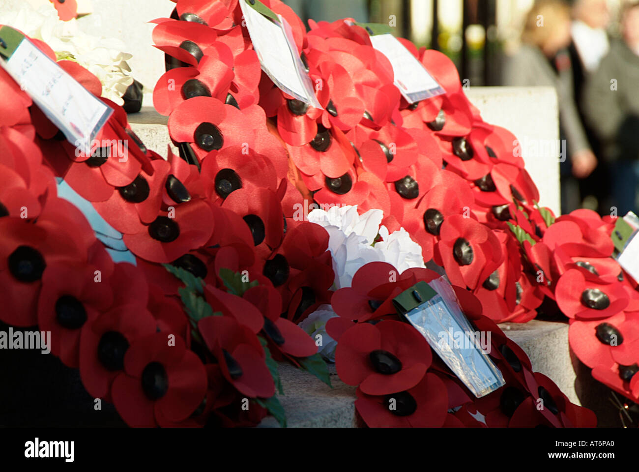 poppies wreath poppy remembrance Sunday world war one two army navy ...