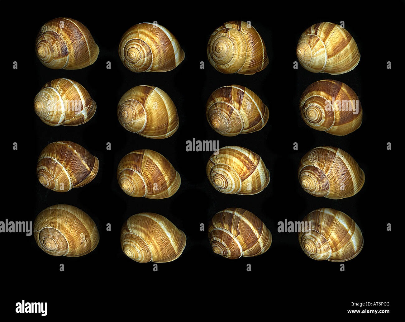Classic escargot hi-res stock photography and images - Alamy