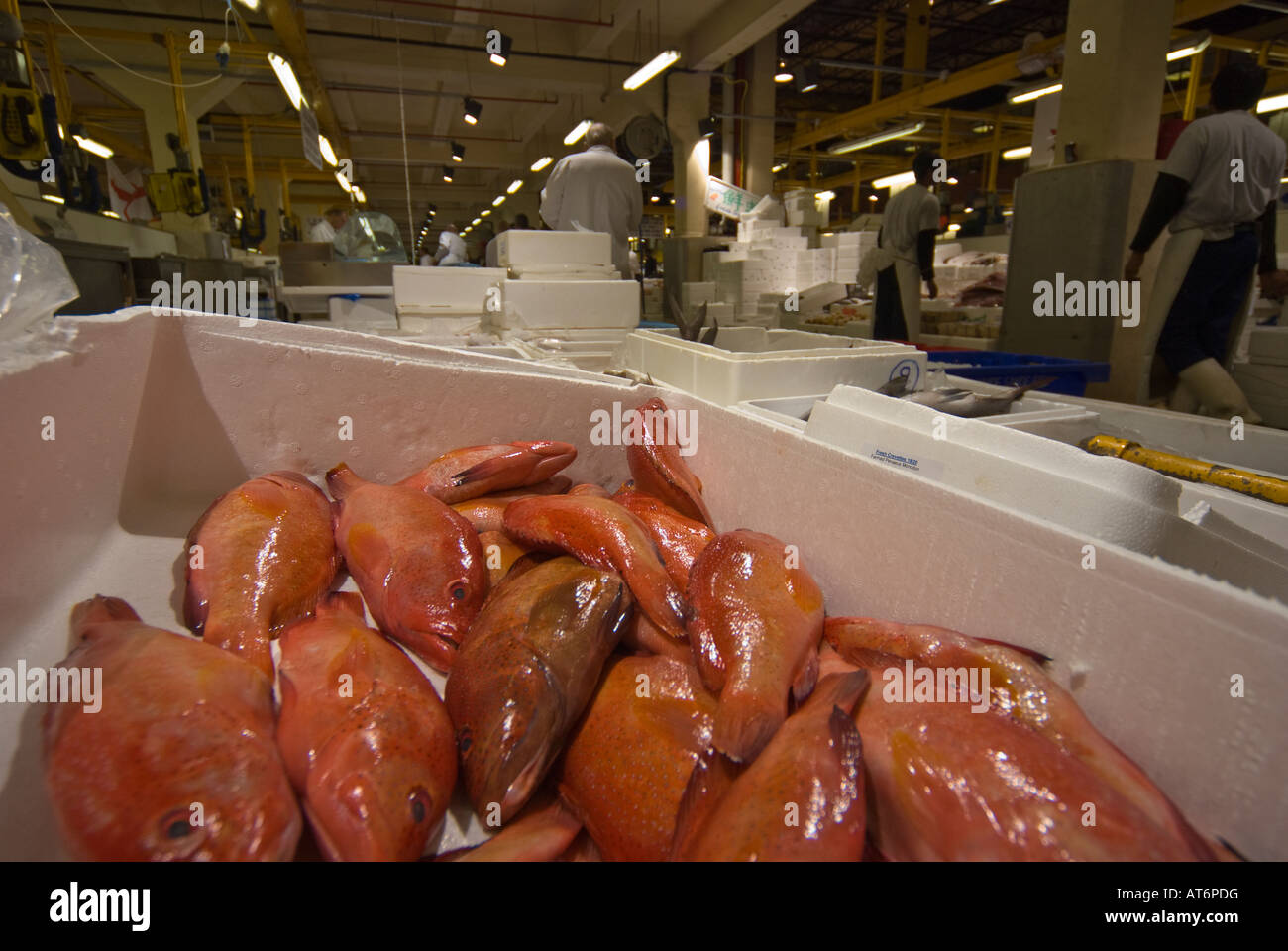 Small Red Snapper for sale at Billingsgate Market Stock Photo - Alamy