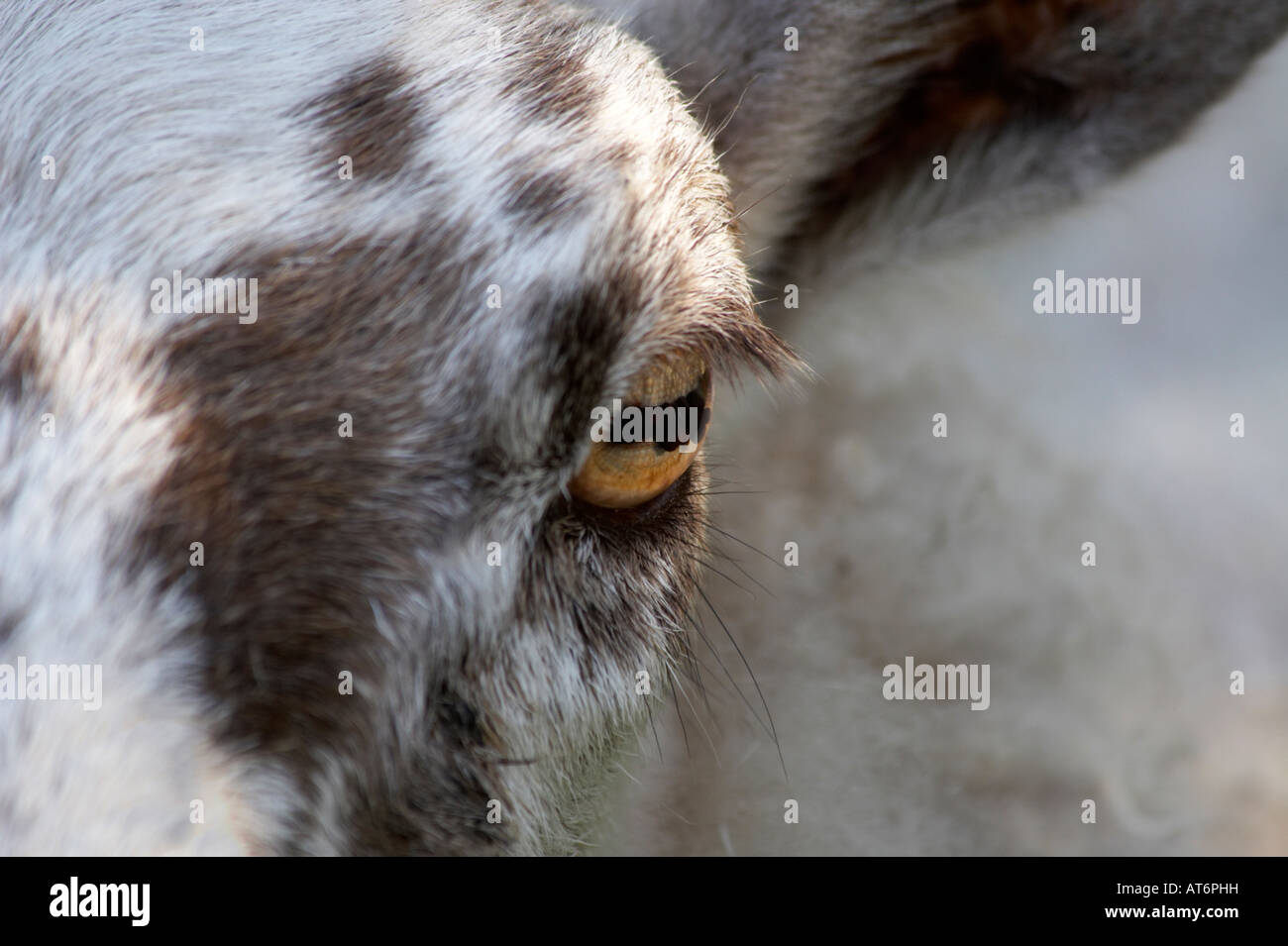 Close up of sheep's head and eye Stock Photo - Alamy