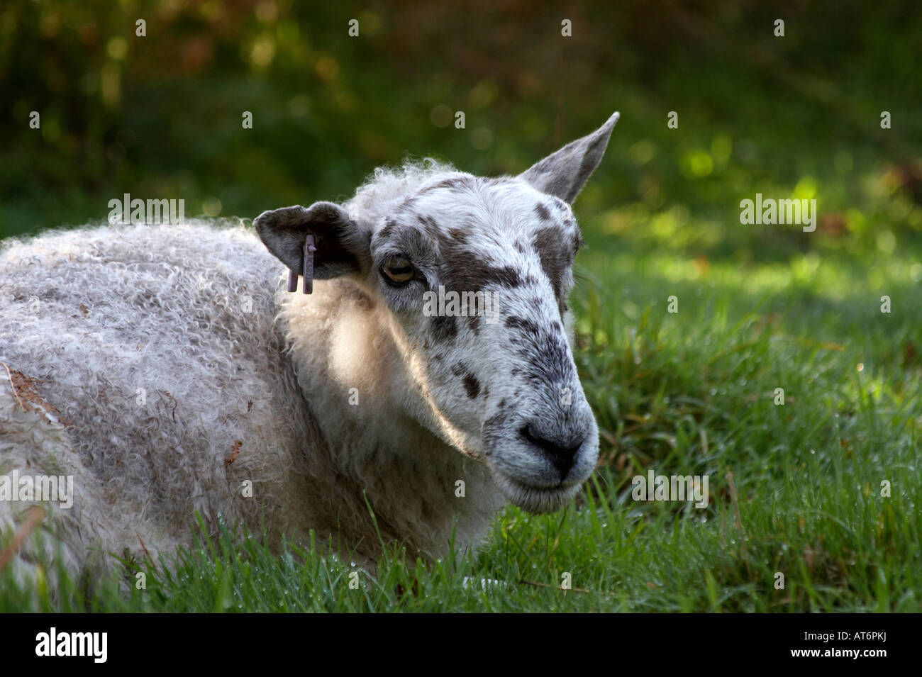 Resting sheep hi-res stock photography and images - Alamy