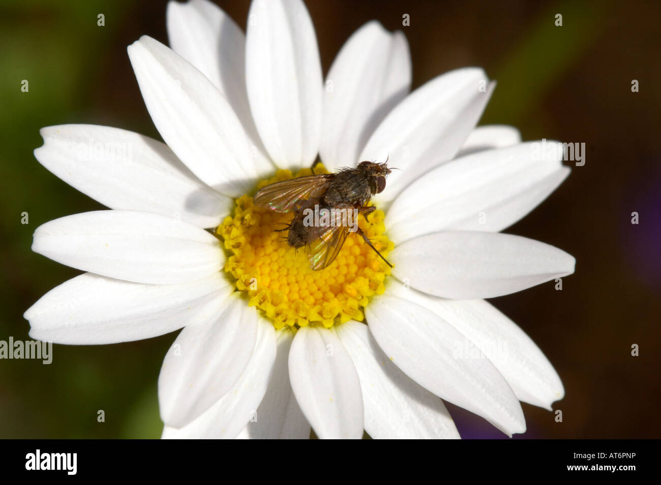Fly on chrysanthemum flower Stock Photo - Alamy