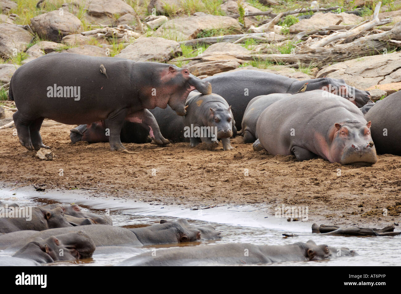 Hippopotamus,a aggressive Hippo hits and bites a Hippo cub, Talek River ...