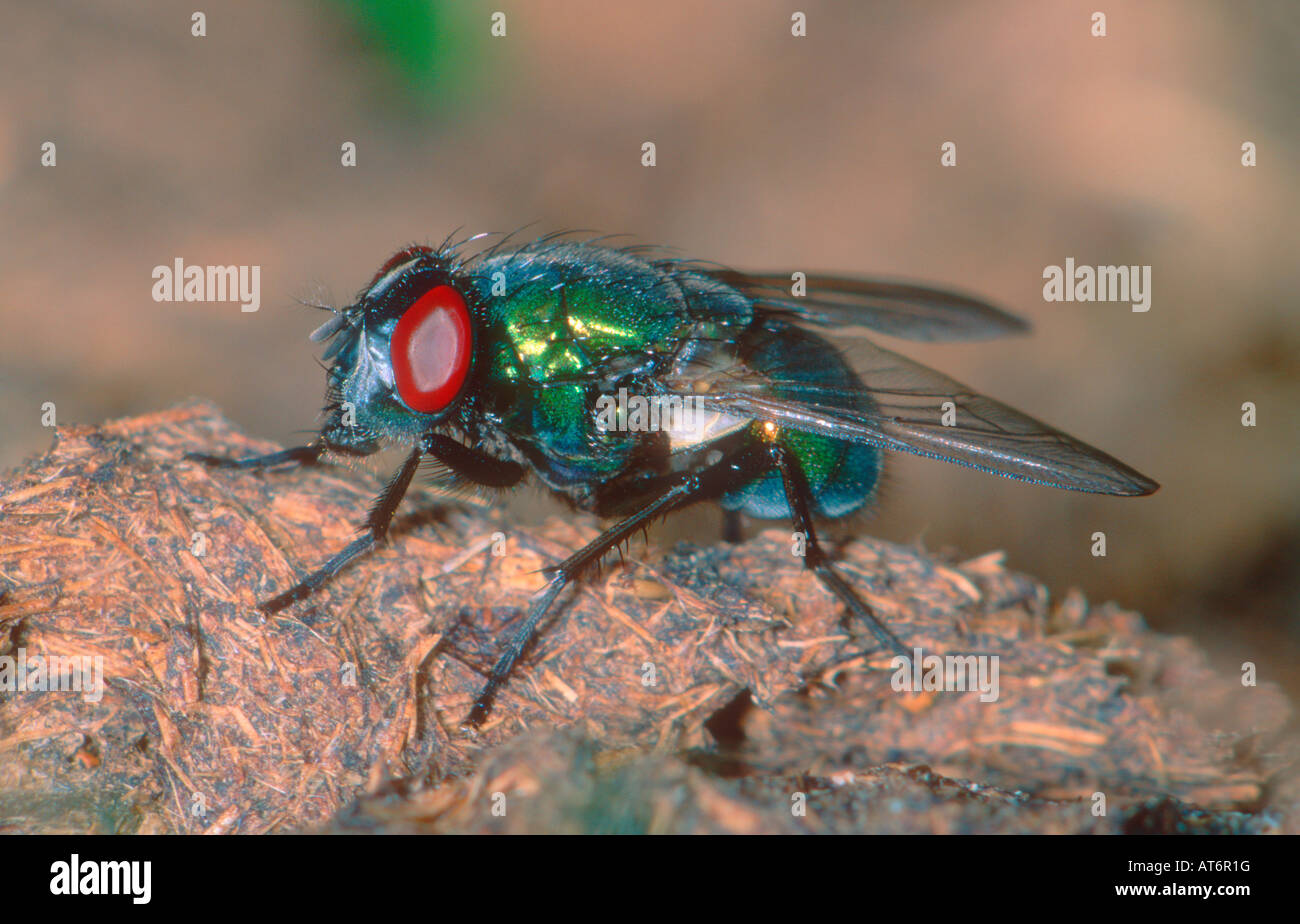 Greenbottle Fly, Lucilia caesar Stock Photo - Alamy