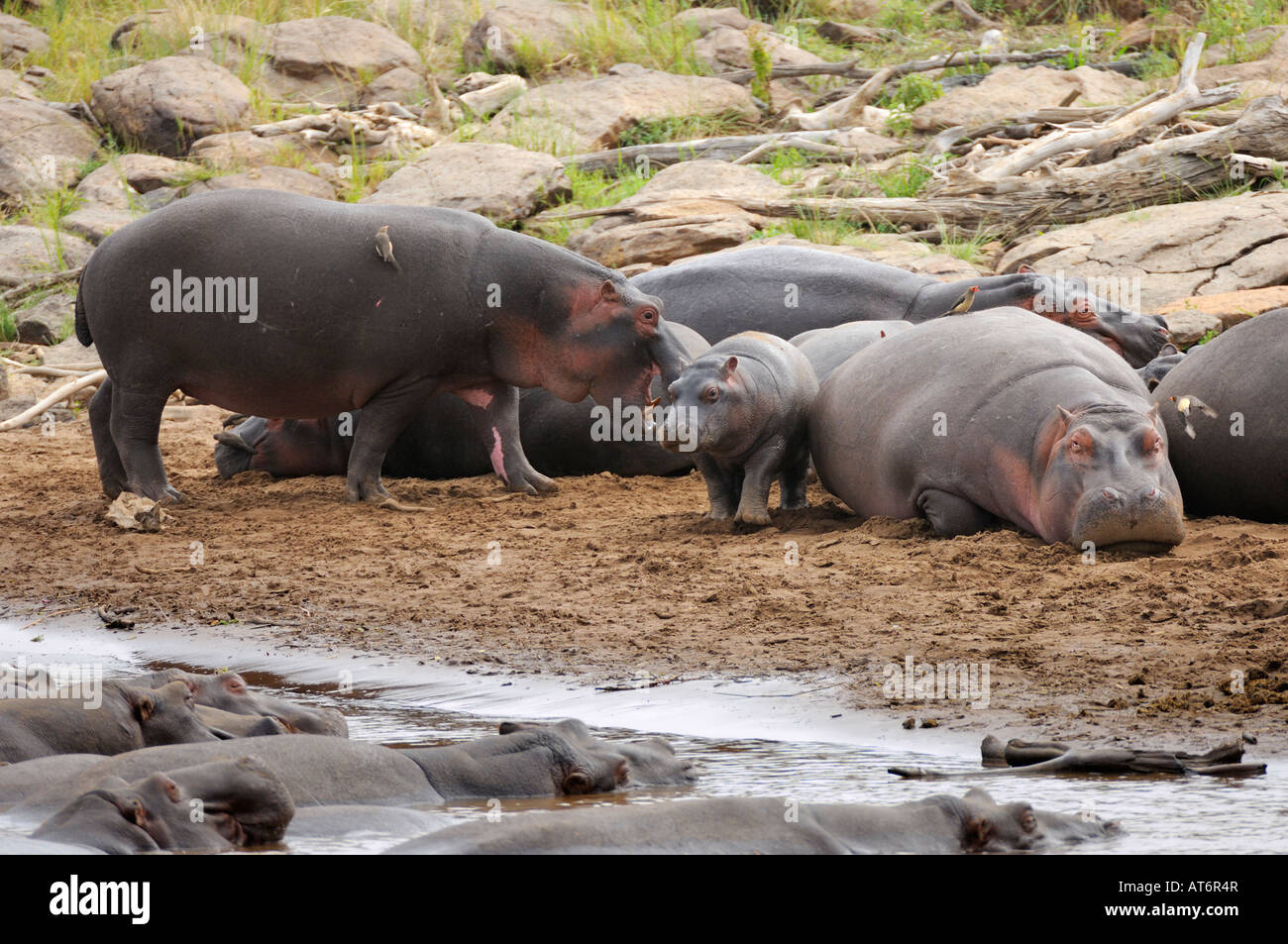 Hippopotamus,a aggressive Hippo hits and bites a Hippo cub, Talek River ...