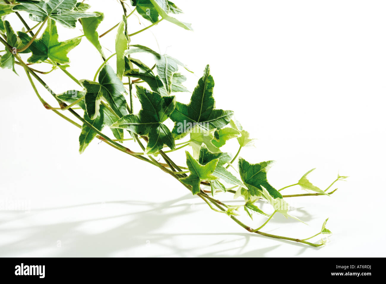Green ivy hedera plant in hi-res stock photography and images - Alamy