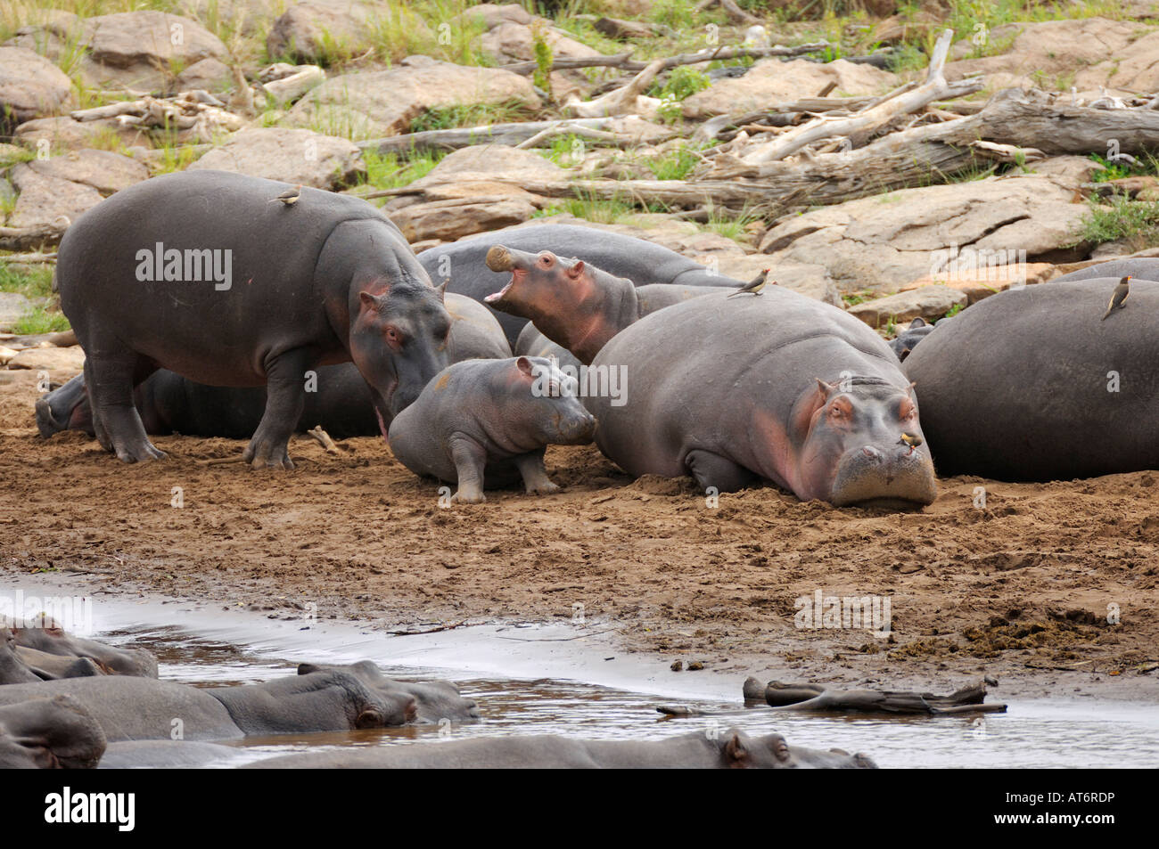Hippopotamus,a aggressive Hippo hits and bites a Hippo cub, Talek River ...