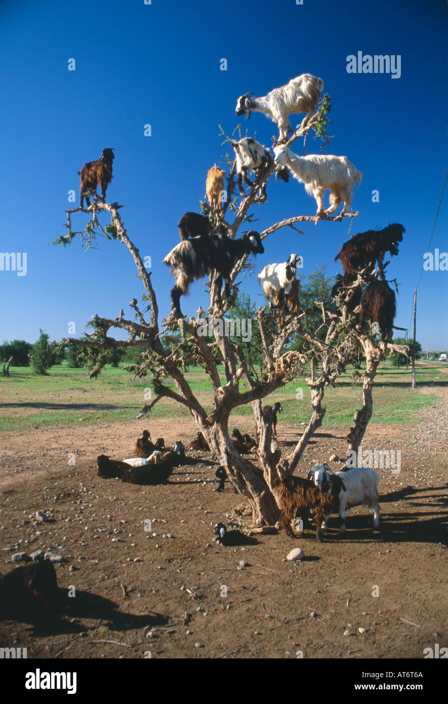 He goats hi-res stock photography and images - Alamy