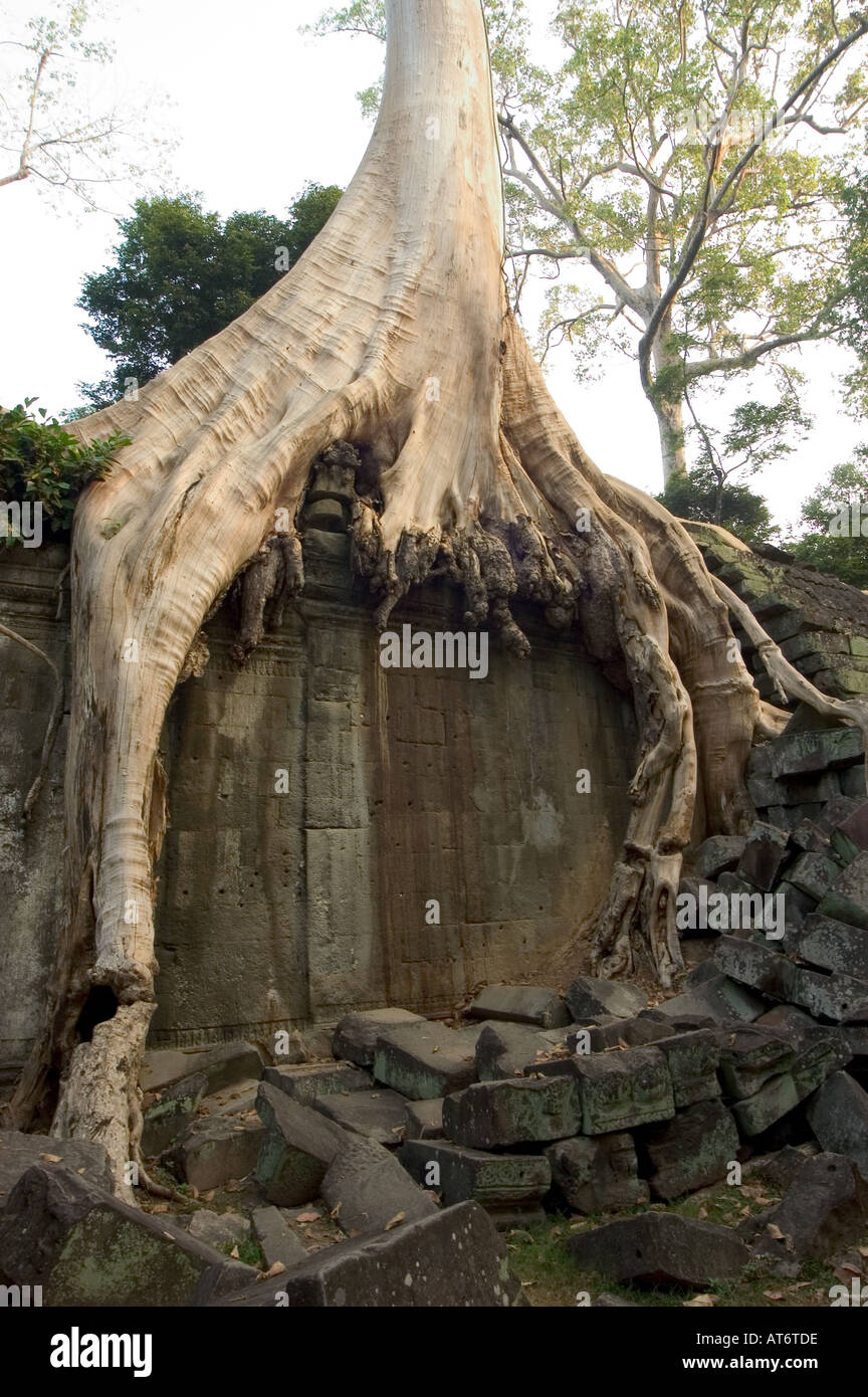 tree roots temple ruins Ta Prohm temple Ankor Wat Temple area Siem Reap ...