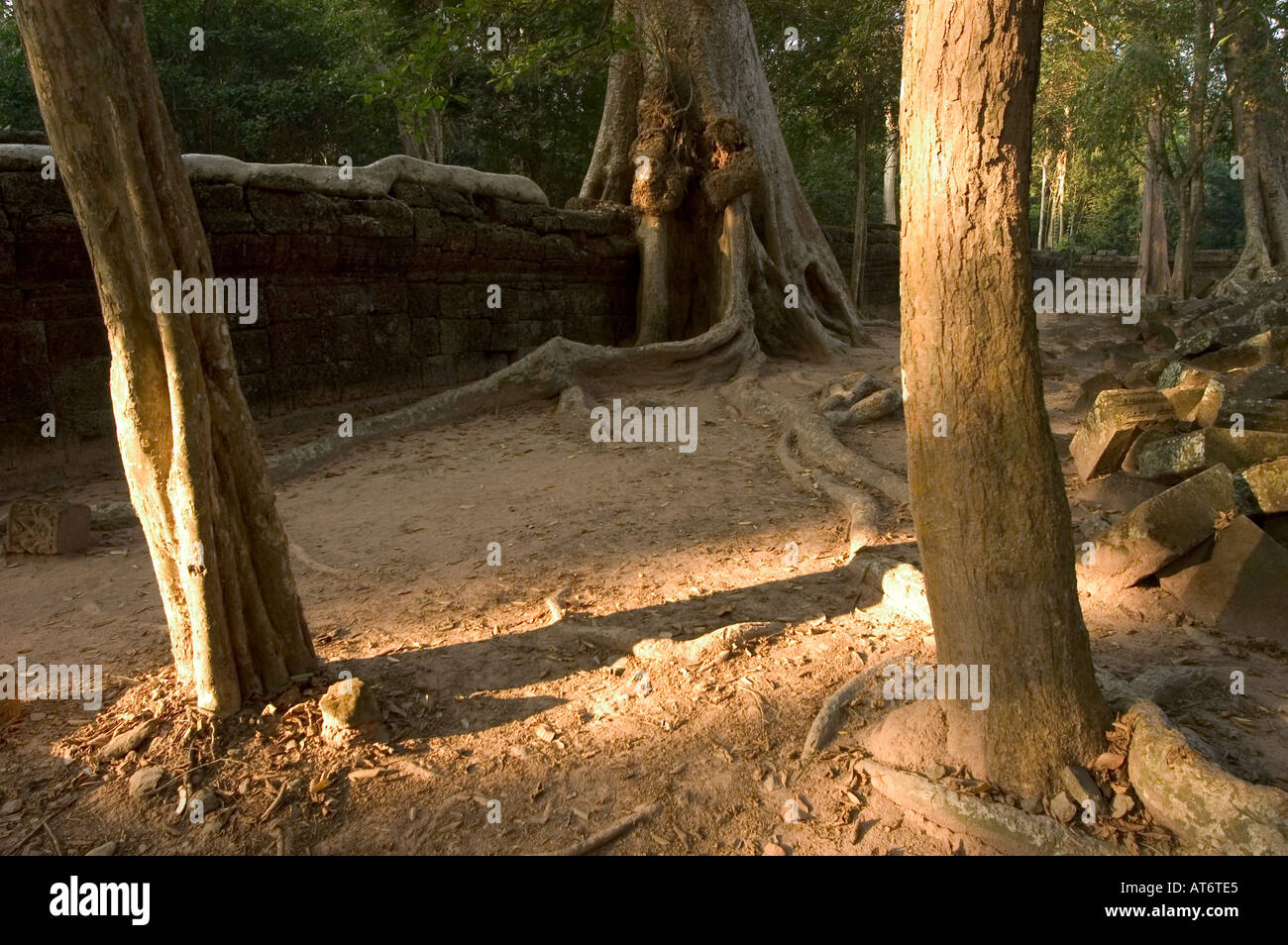 tree roots temple ruins Ta Prohm temple Ankor Wat Temple area Siem Reap ...