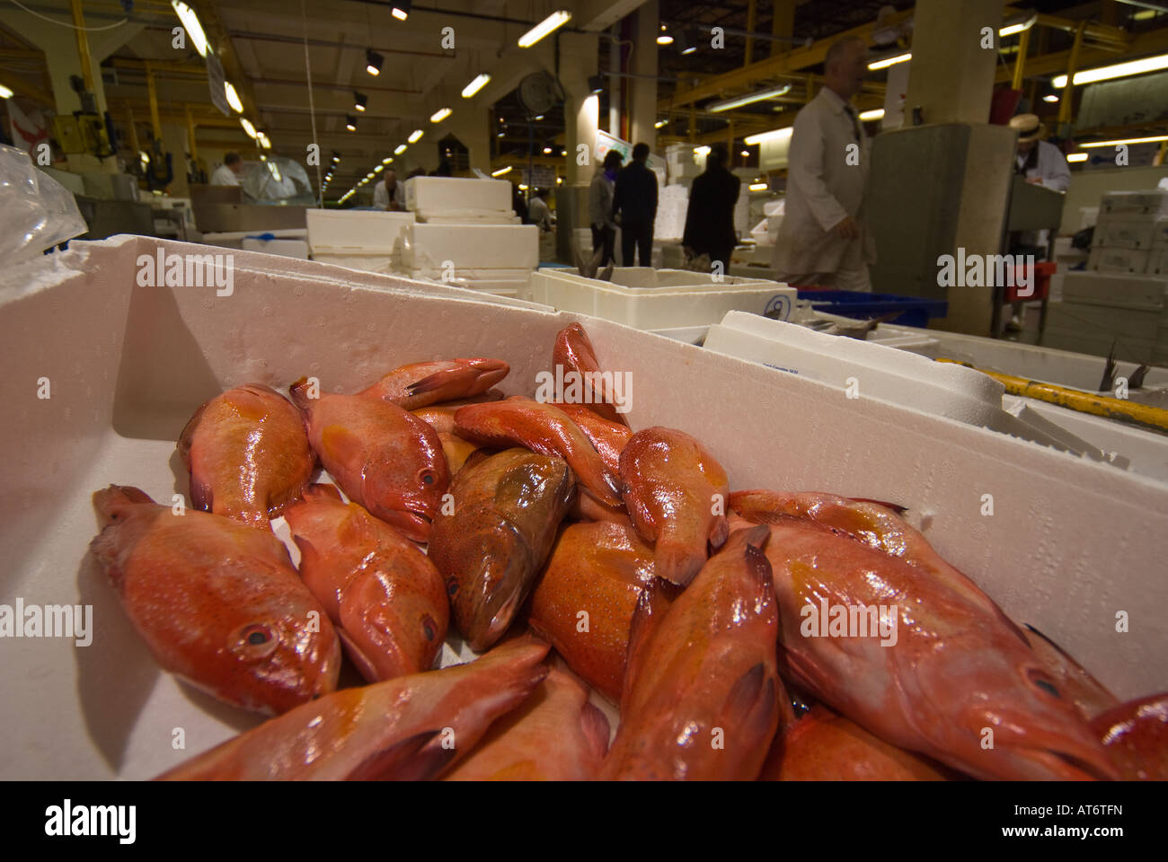 Small Red Snapper for sale at Billingsgate Market Stock Photo - Alamy
