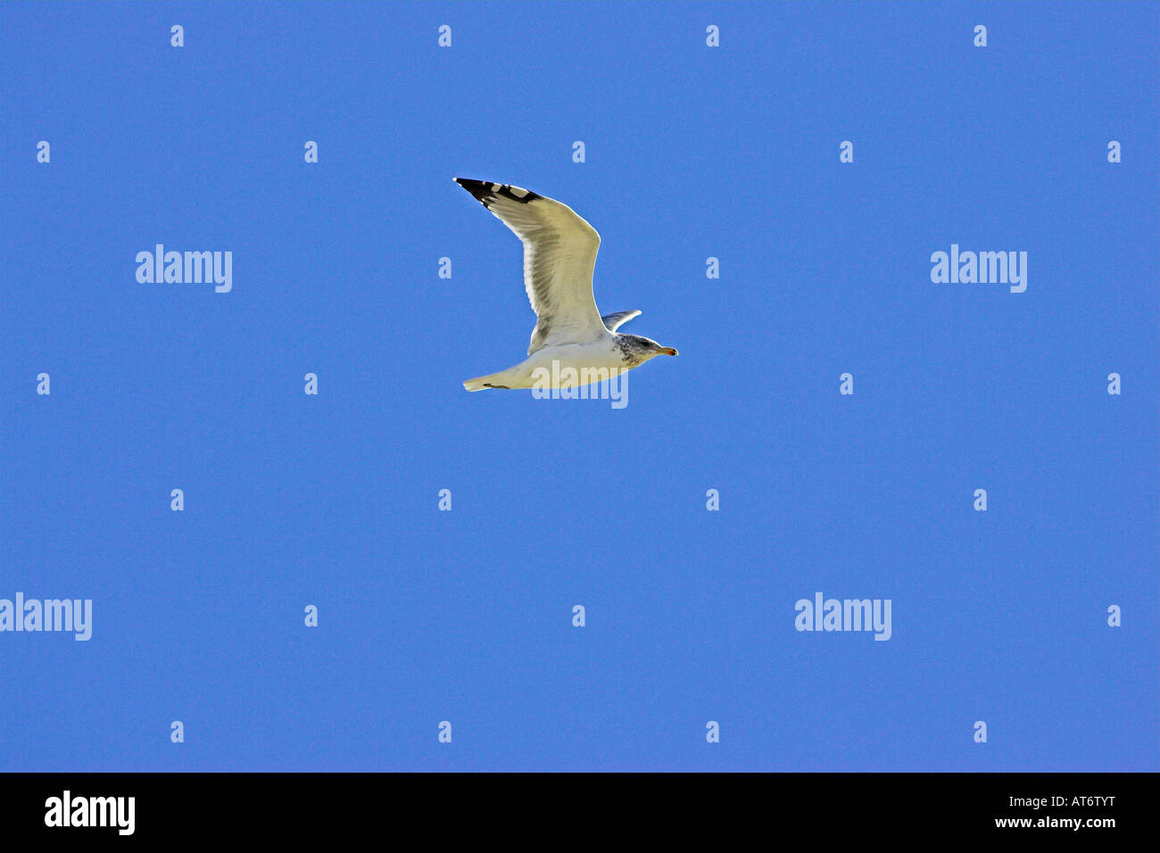 California gull Larus californicus in flight Salt Lake National ...