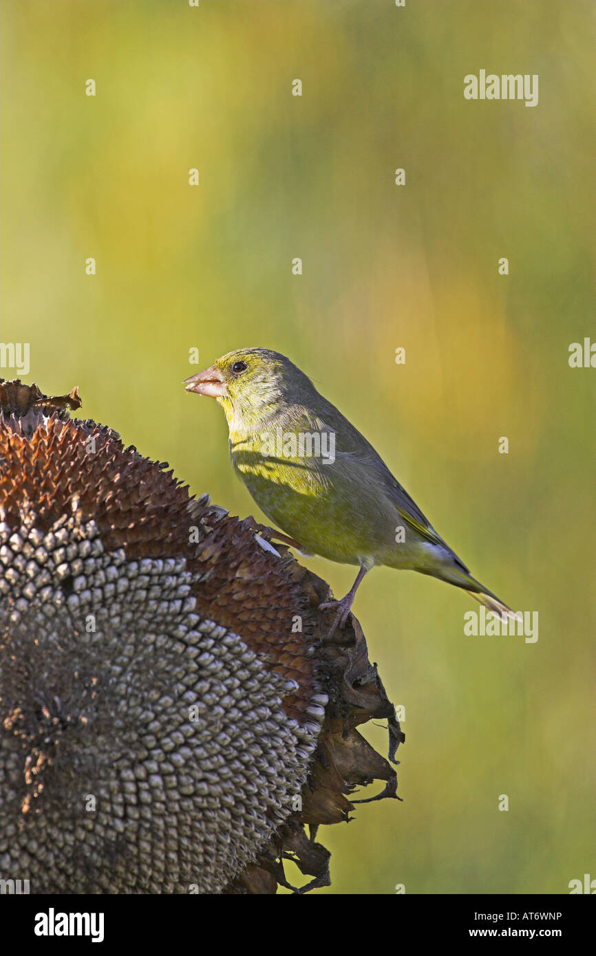 European greenfinch Carduelis chloris on sunflower seed head in garden ...