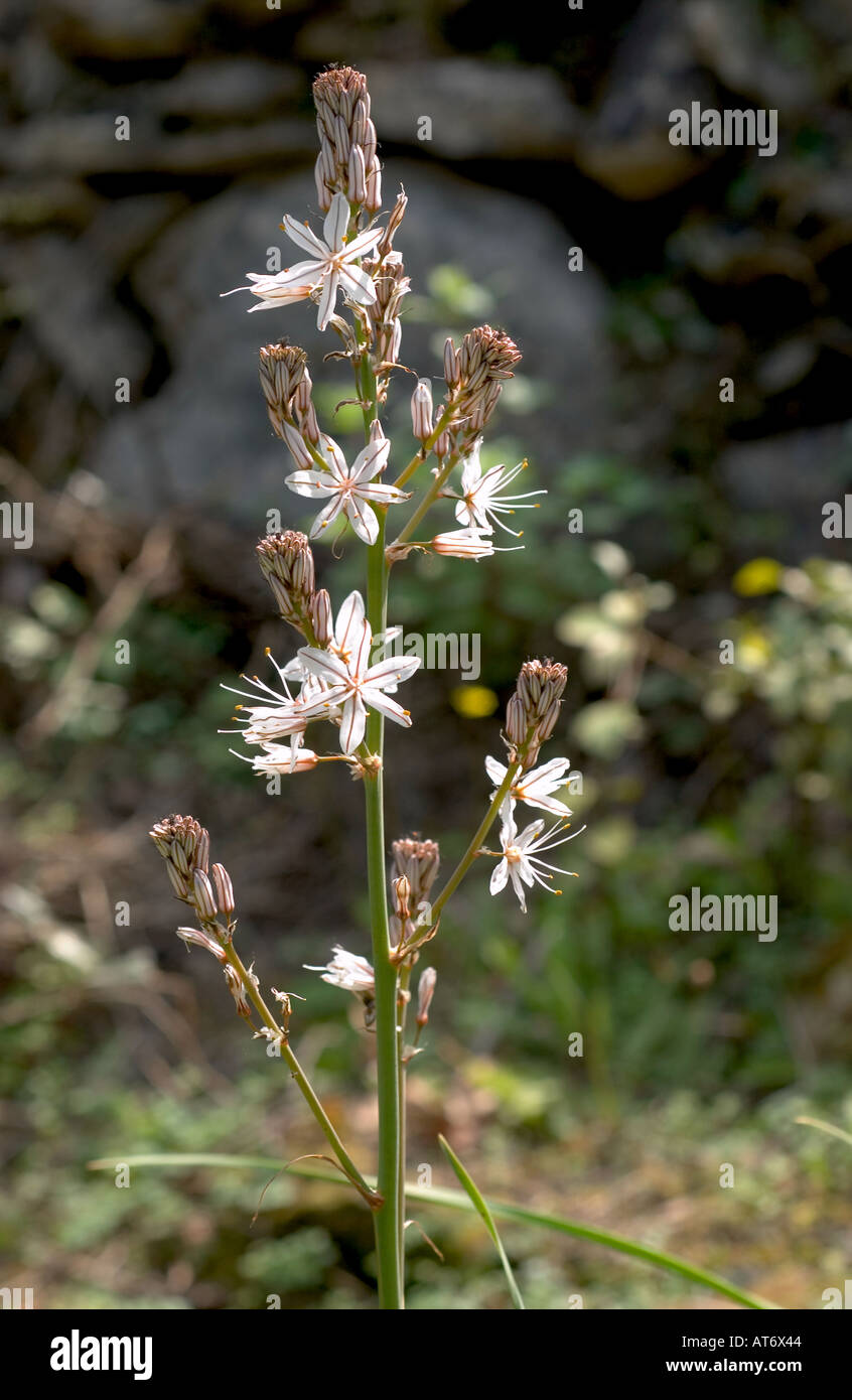 Asphodelus alba the white asphodel flowering in March 2005 in the ...