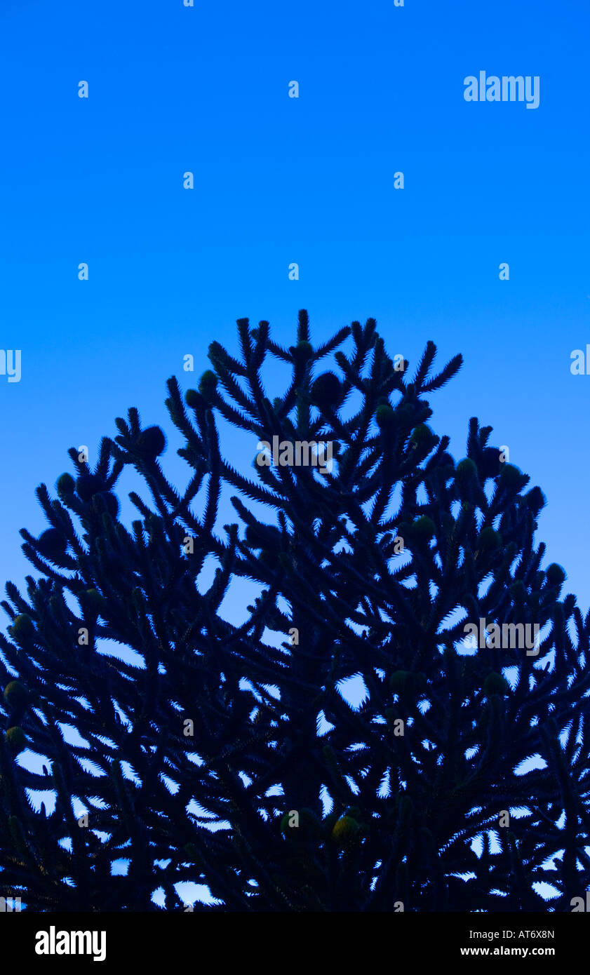 Monkey puzzle tree hi-res stock photography and images - Alamy