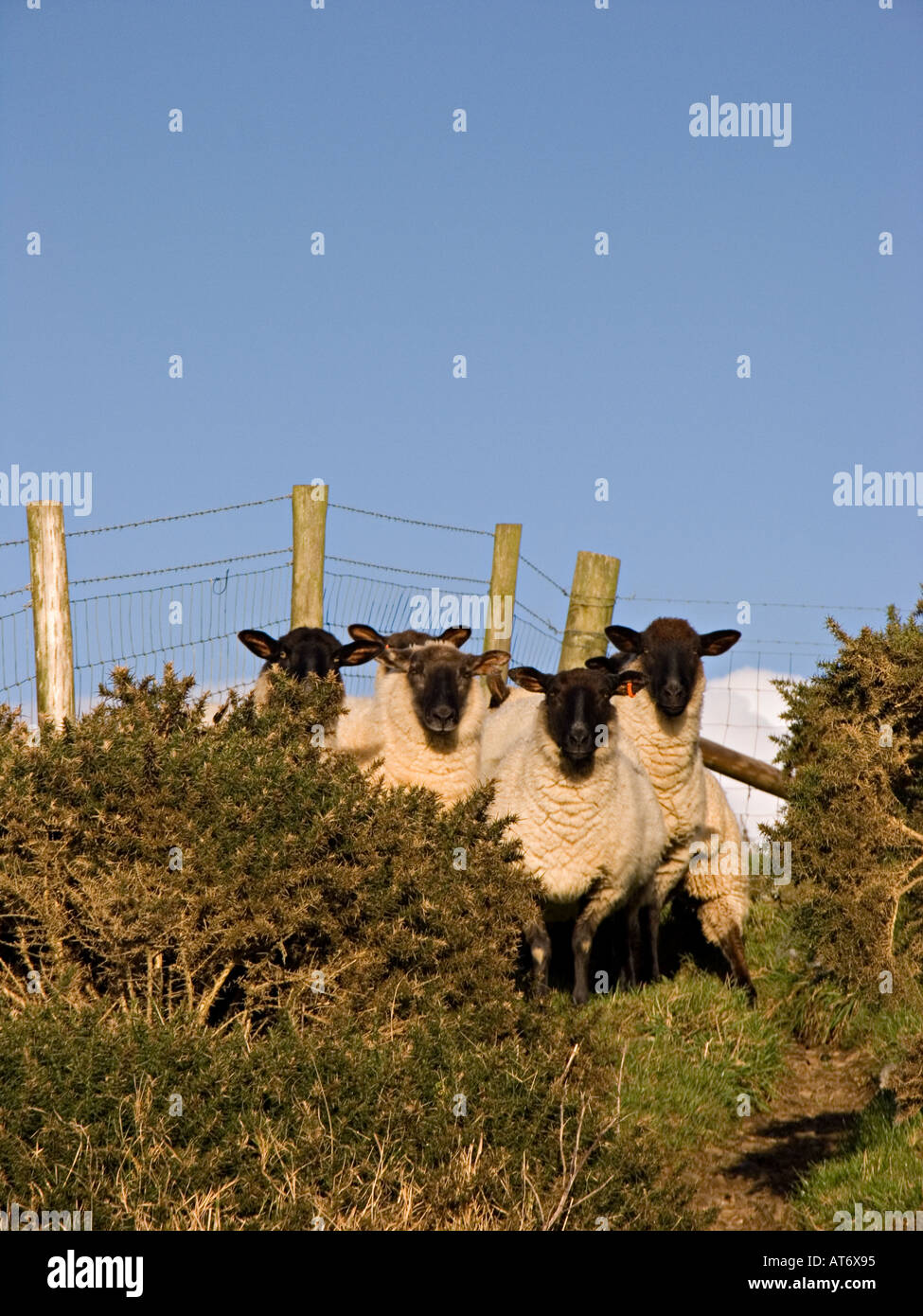 A flock of sheep surprised by walkers and huddled together in the ...