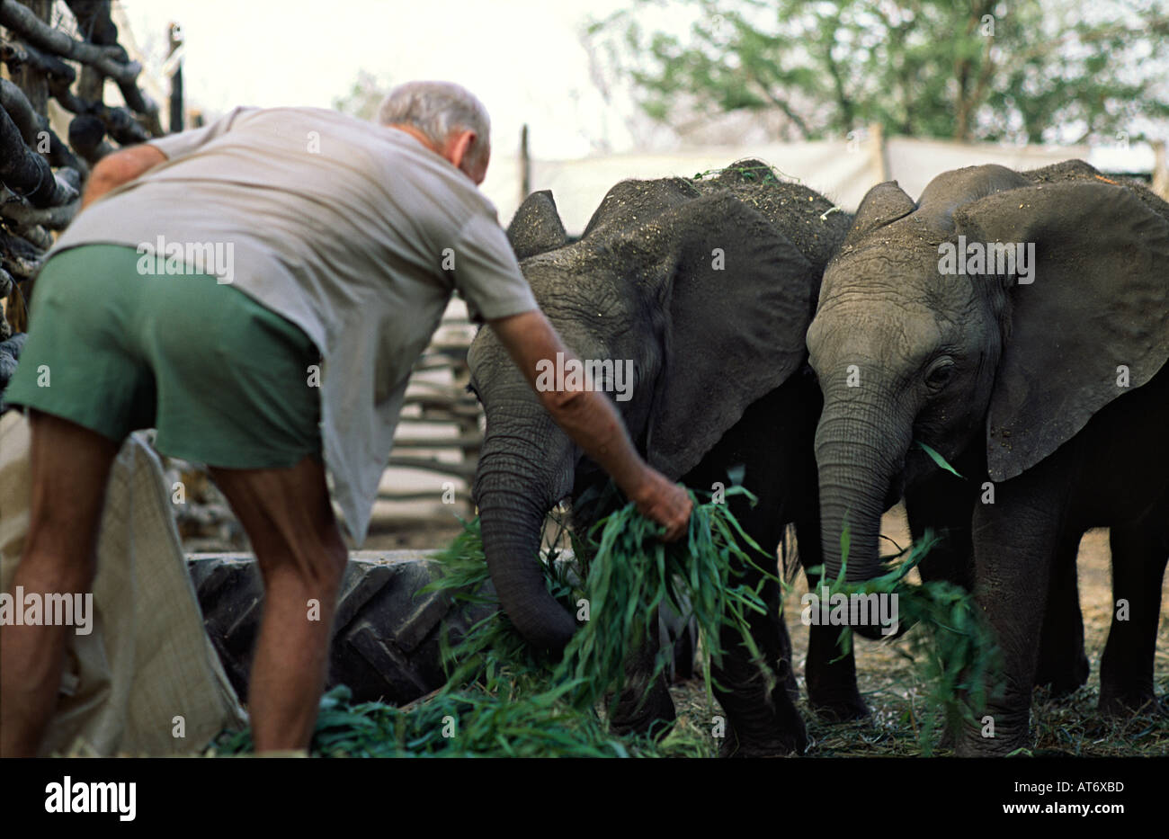 A Zimbabwean farmer captive feeding baby wild elephants on his farm ...