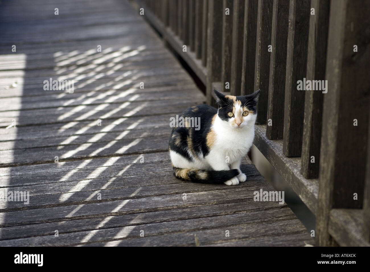Cat on a Wooden Bridge Stock Photo - Alamy