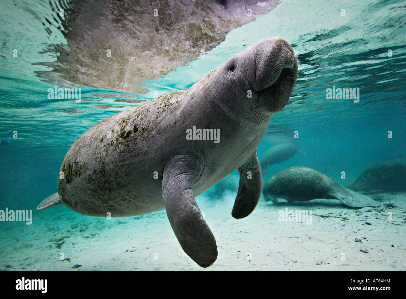 Nz0397 d florida manatee trichechus manatus hi-res stock photography ...