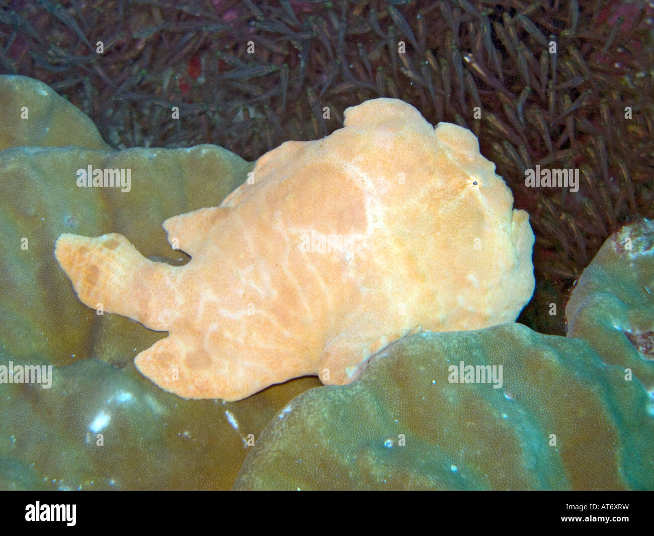 Giant Glassfish High Resolution Stock Photography and Images - Alamy