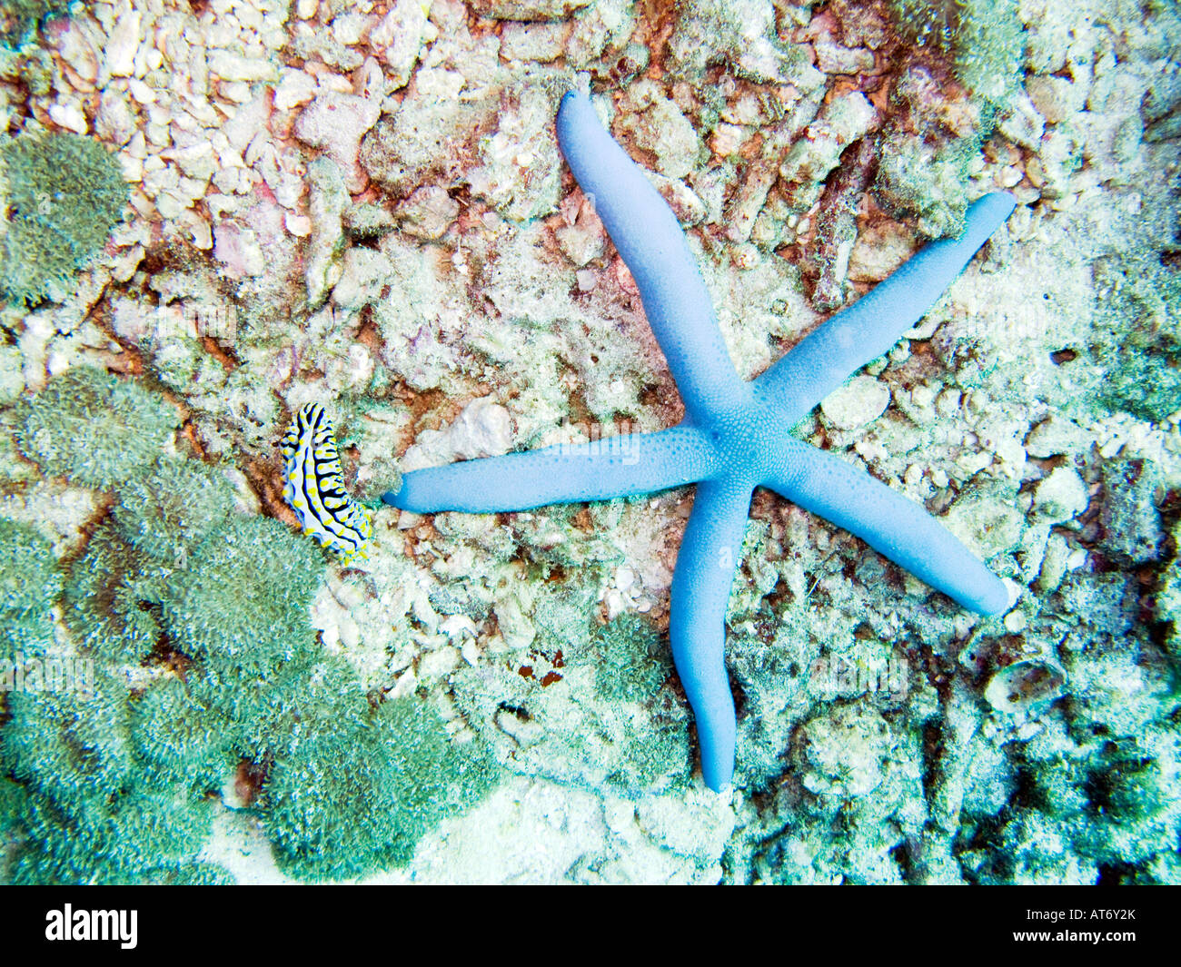 Blue seastar and Varicose phyllidia nudibranch, Phyllidia varicosa ...