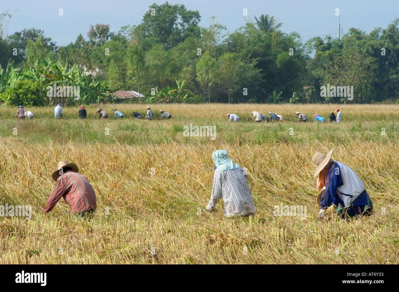 Cattle Farmer North Area From Chiang Rai Northern Thailand South East
