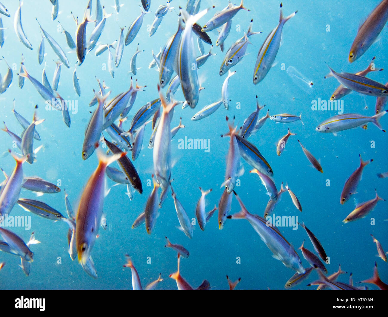 School of two-lined fuselier fish, Pterocaesio tessellata, feeding on ...