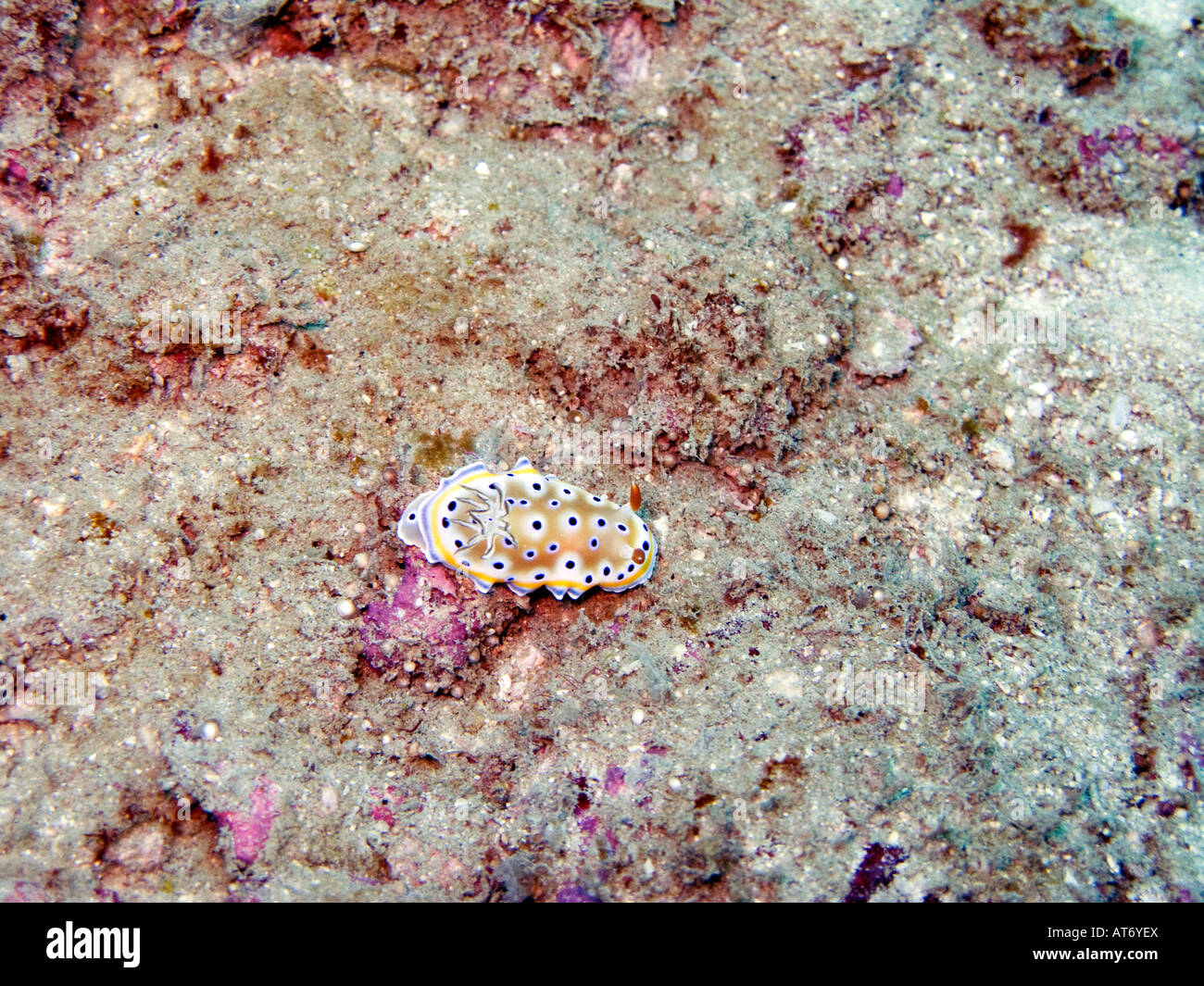 Spotted nudibranch hi-res stock photography and images - Alamy