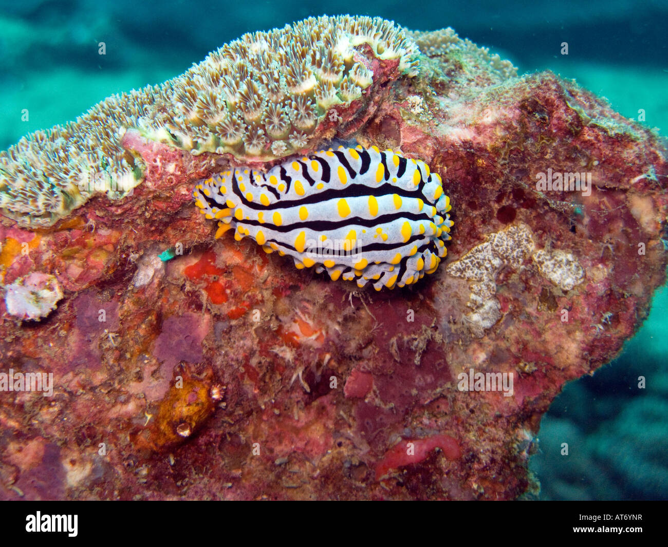 Varicose phyllidia nudibranch, Phyllidia varicosa February 2008, Surin ...