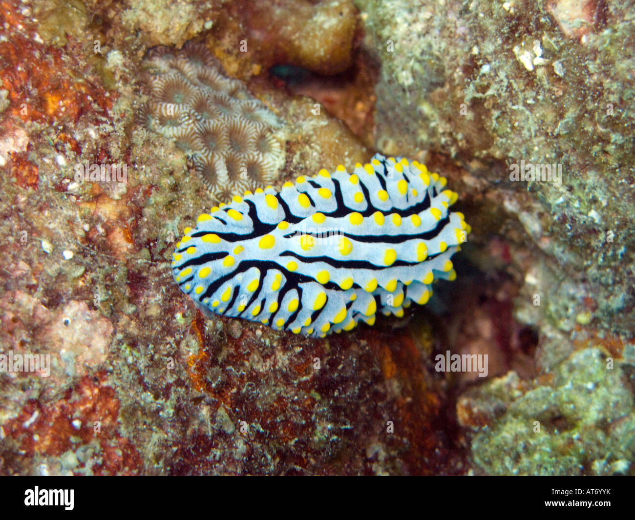 Varicose phyllidia nudibranch, Phyllidia varicosa February 2008, Surin ...