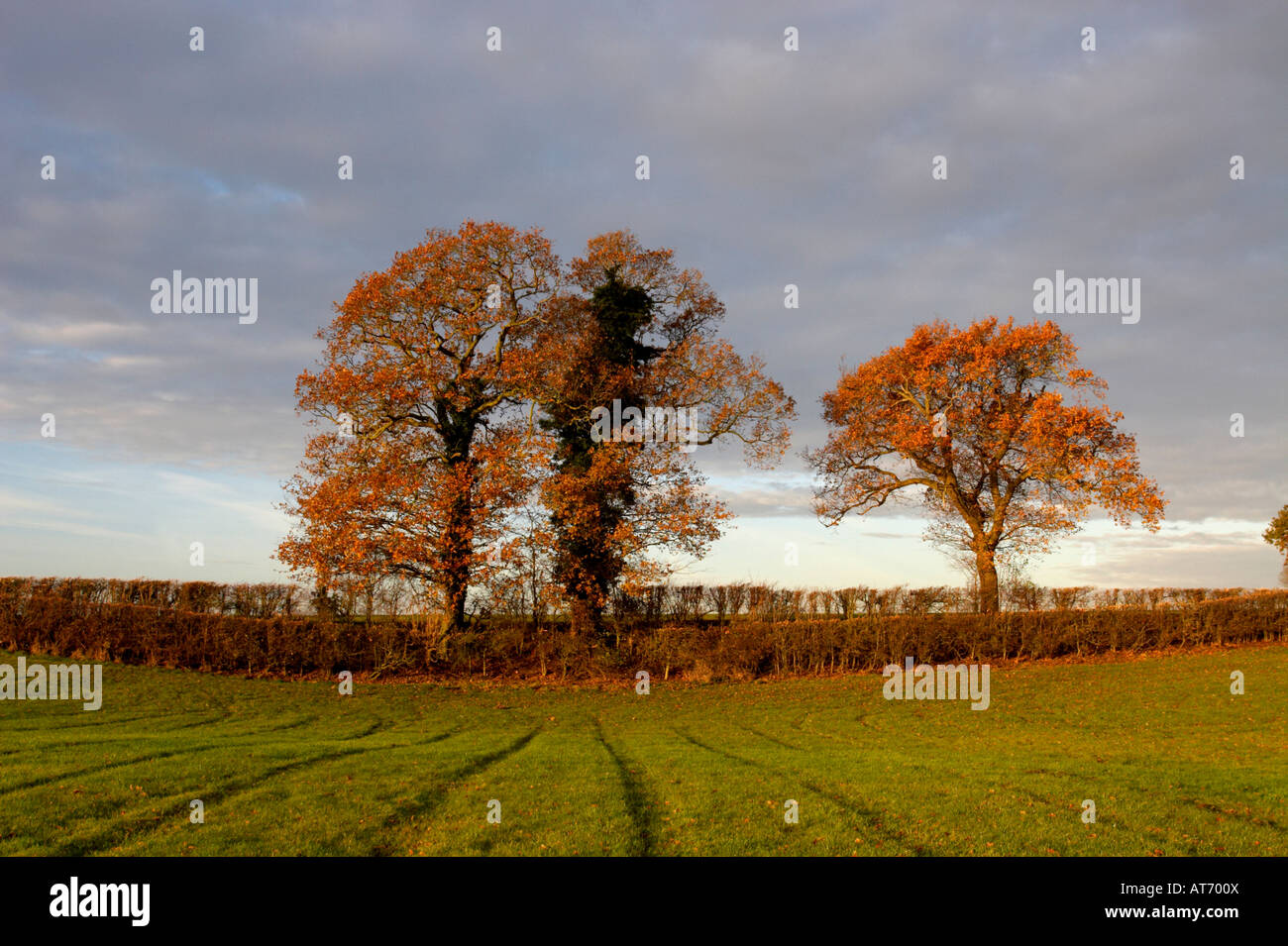 English oak trees in autumn Stock Photo - Alamy