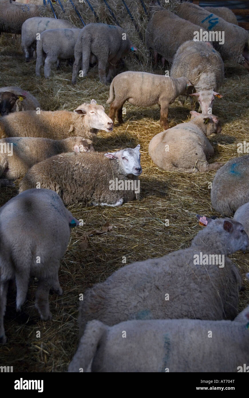 Sheep in a barn with straw on the floor The picture was taken in the ...