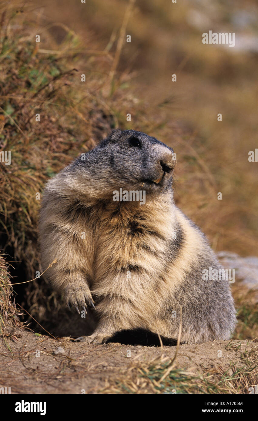 Marmots Switzerland Stock Photos & Marmots Switzerland Stock Images - Alamy