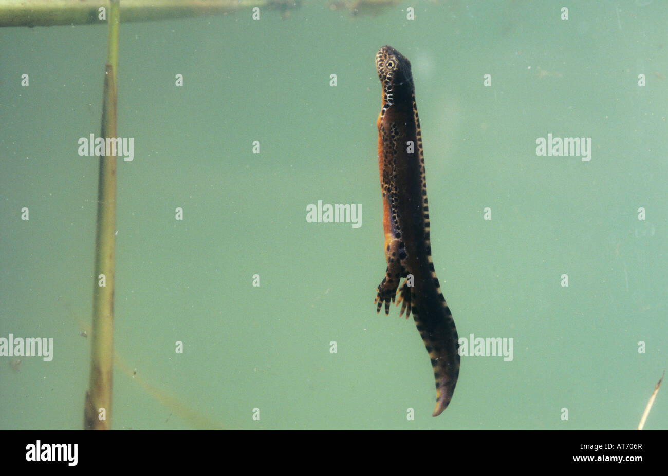 Alpine water salamanders hi-res stock photography and images - Alamy