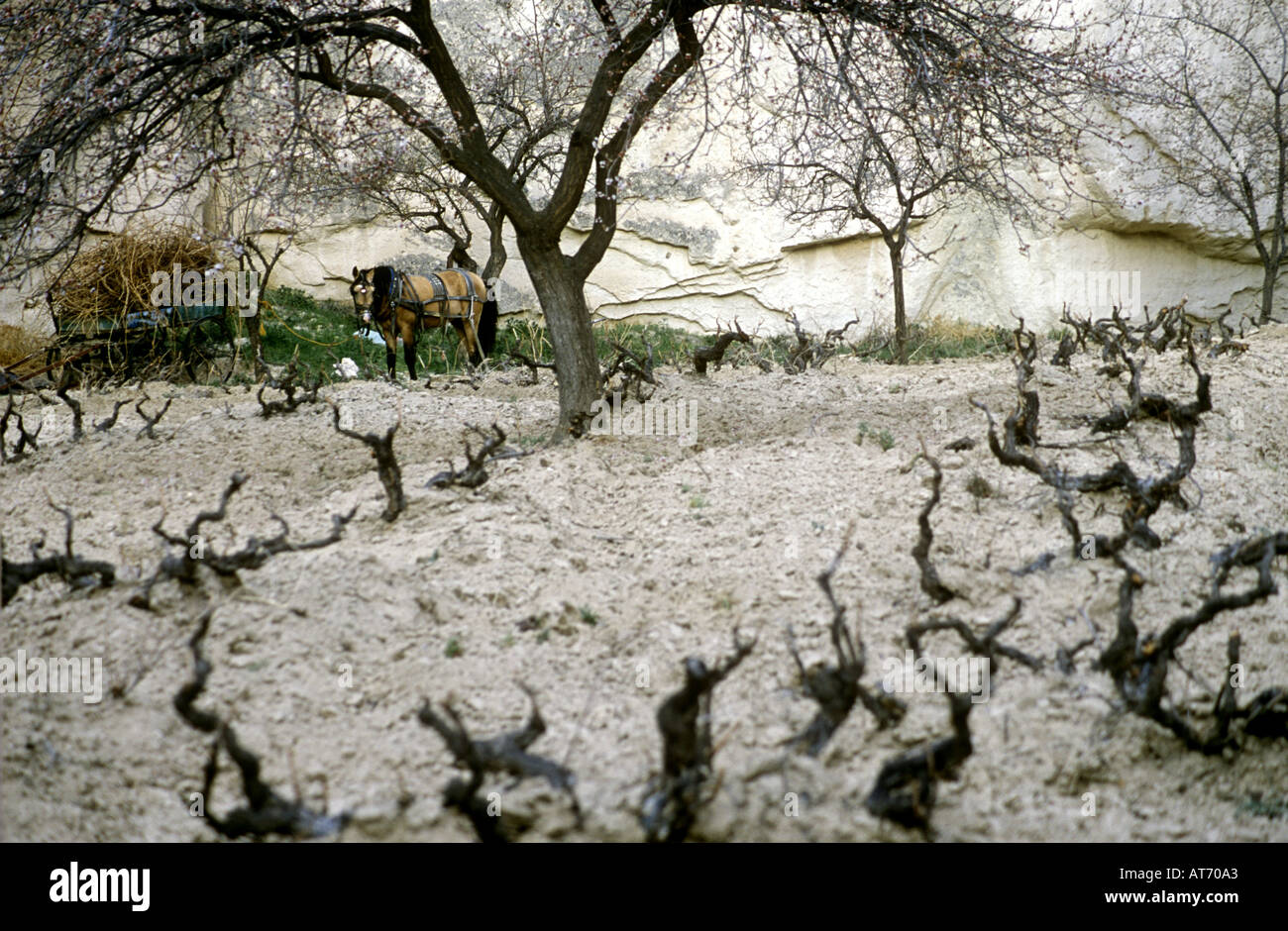 Vine stump hi-res stock photography and images - Alamy