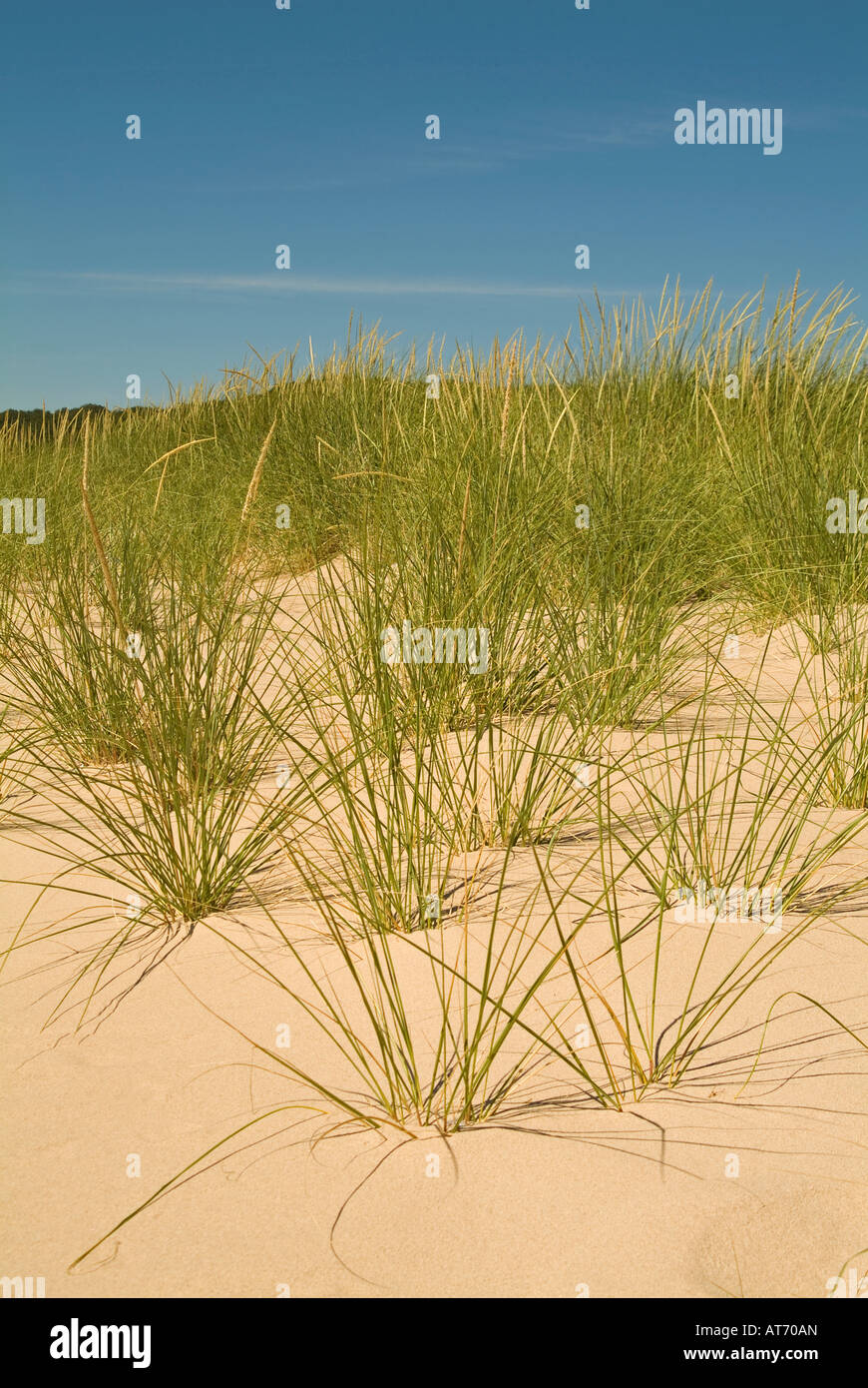 Lake Michigan dune grass and beach Stock Photo - Alamy