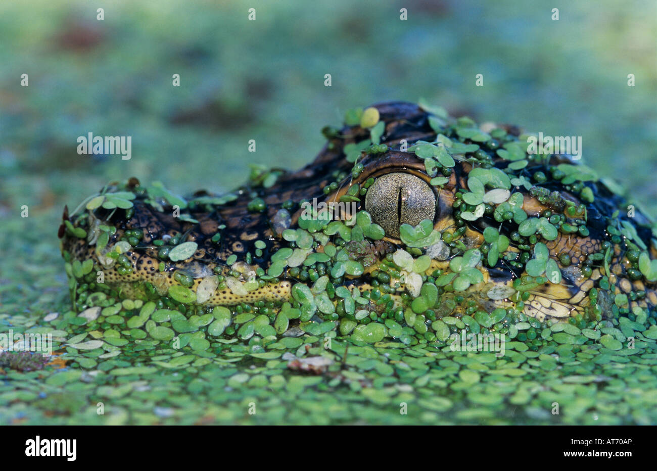American alligator with babies hi-res stock photography and images - Alamy