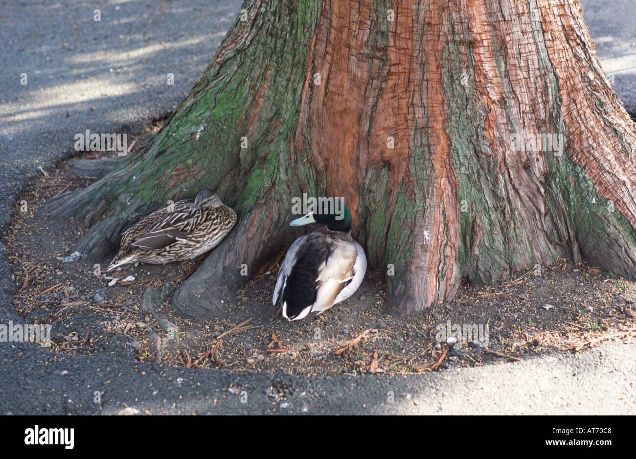 Male and female mallard ducks under tree, London, England UK Stock ...