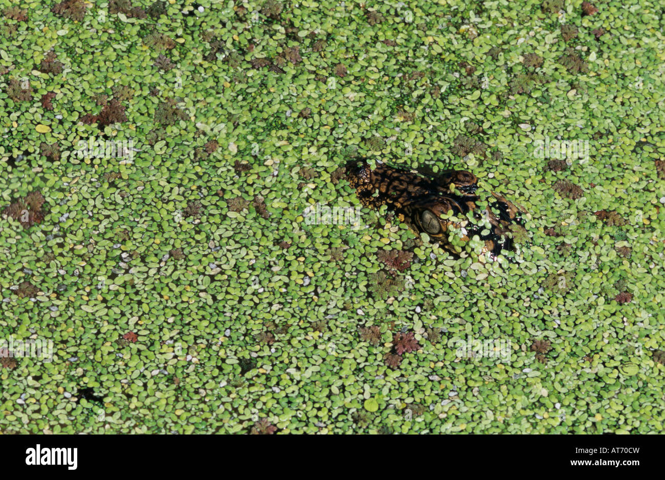 American alligator babies hi-res stock photography and images - Alamy